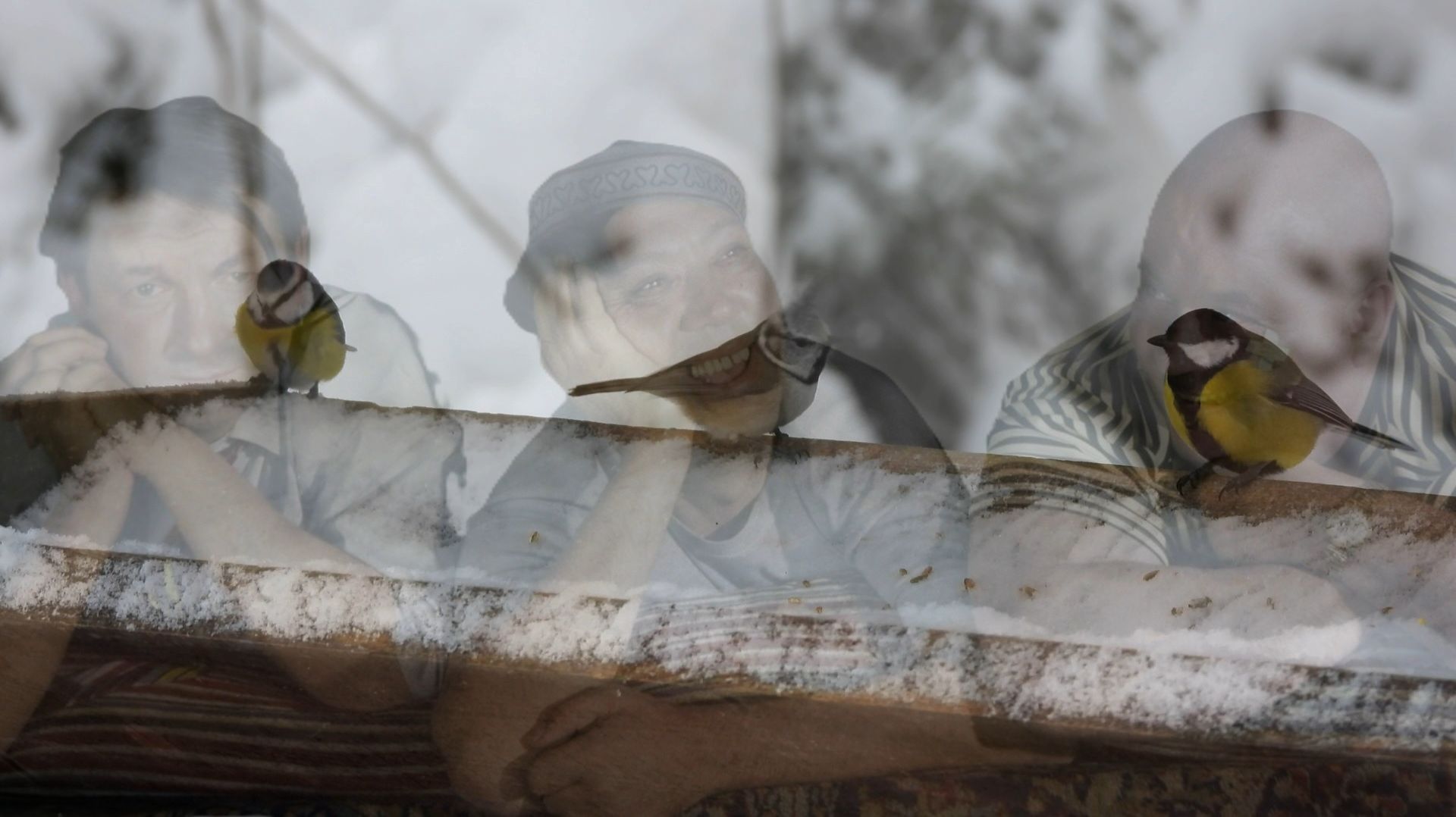 Птичий вариант трио персонажей - Трус, Балбес и Бывалый ;) #наблюдениезаптицами #трусбалбесбывалый