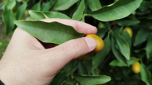 Кинкан после града