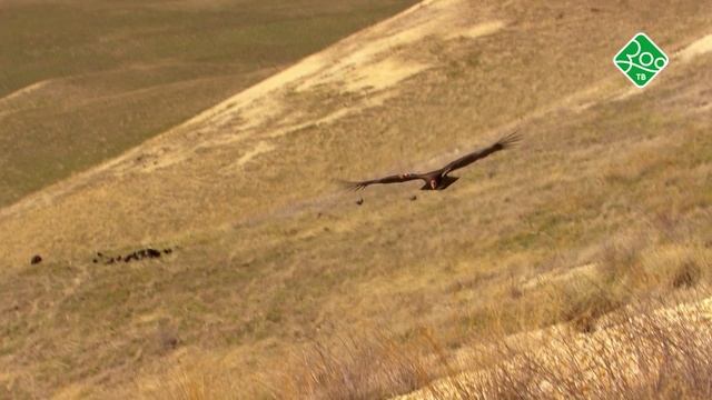 Вторая жизнь. Анонс. Канал ЗОО ТВ