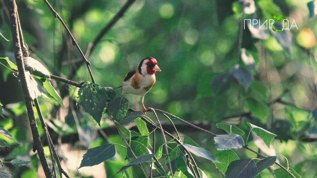 Природа. Обыкновенный щегол_3