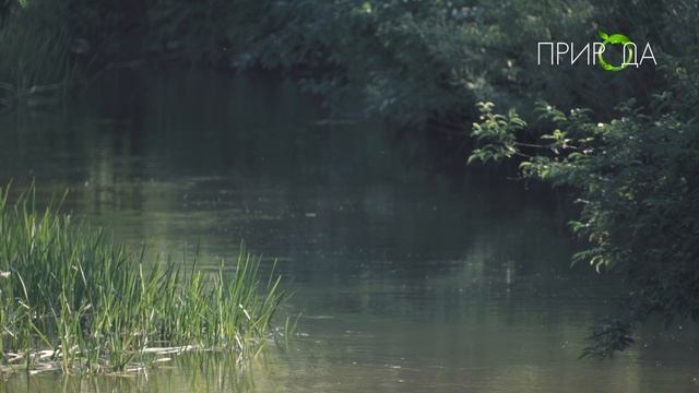 Удмуртия, река Чур_2