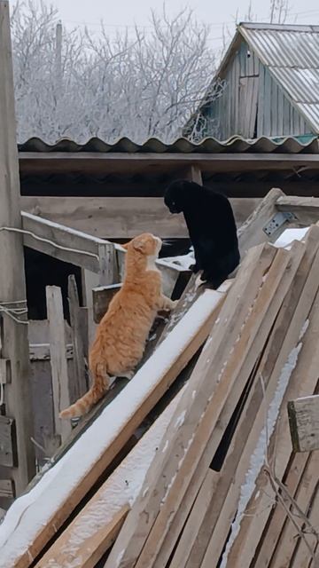 Рыжий и Бармалей - противостояние котов