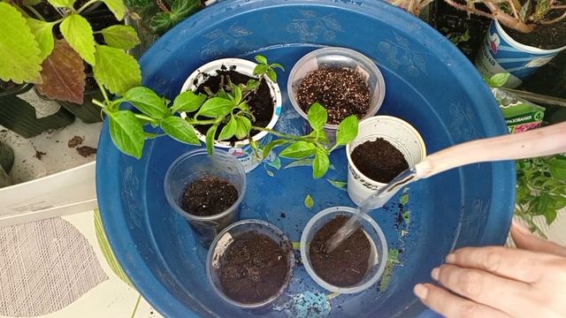 ЧЕРЕНКУЮ петунию Тайдал и бегонию Шардоне 🌱