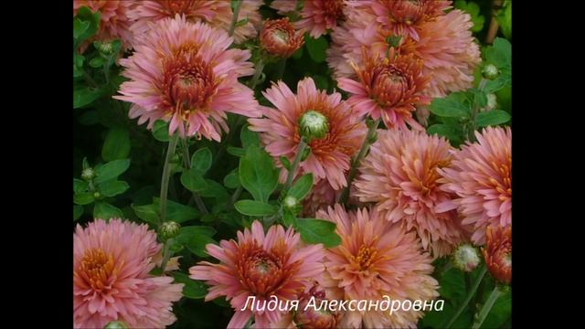 2147.  Хризантемы и многолетние астры в моём саду. ВПЛ.