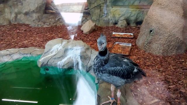 Московский зоопарк. Паламедея хохлатая.