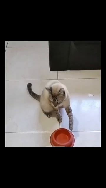 Я хочу карасиков и мышиных шариков. Я прошу Вас карасей,мне не надо здесь мышей!