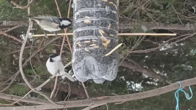 Лесная столовая.mp4