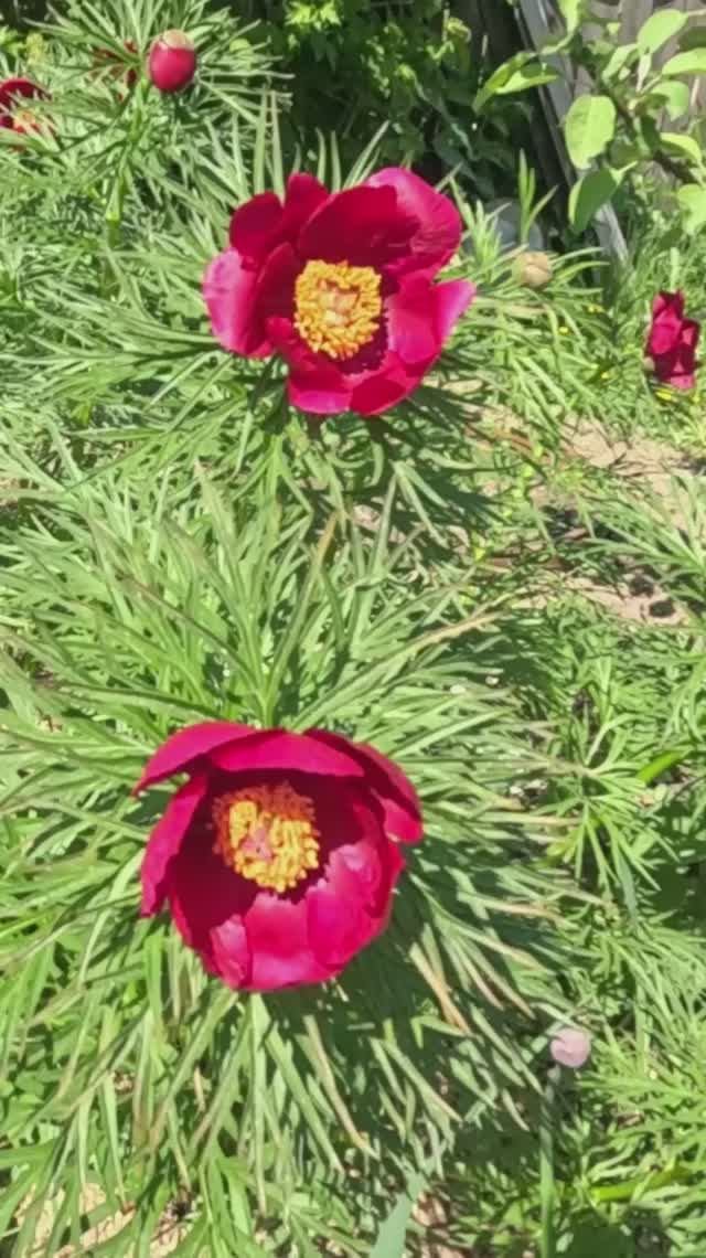 Моменты лета 2025