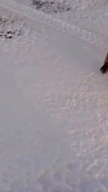 Лиса на зимней рыбалке