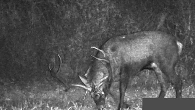 Благородный олень. Ночь. Гон