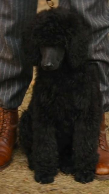 Разве это не бульдог?