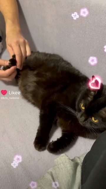 Котёнок по имени Василий #cat #cats #кошка #Коты #catlovers #catvideo #funnycats #Васька