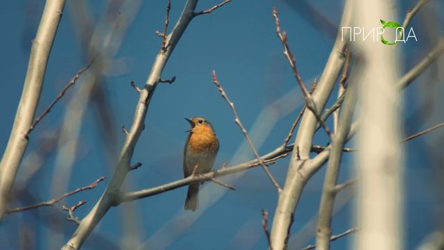 Природа. Зарянка_4