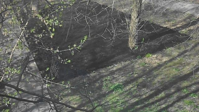 Без звука. Голубки. Со штатива апрель 2025. 5248545454. DSCN6269