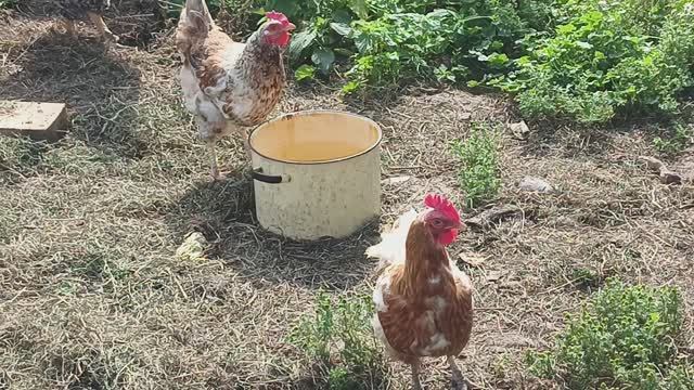 Курочки и петушок