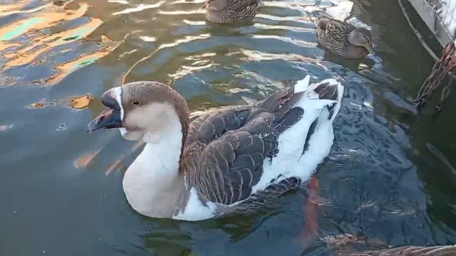 Утки в зимнем пруду возле Лама-парка в Уфе