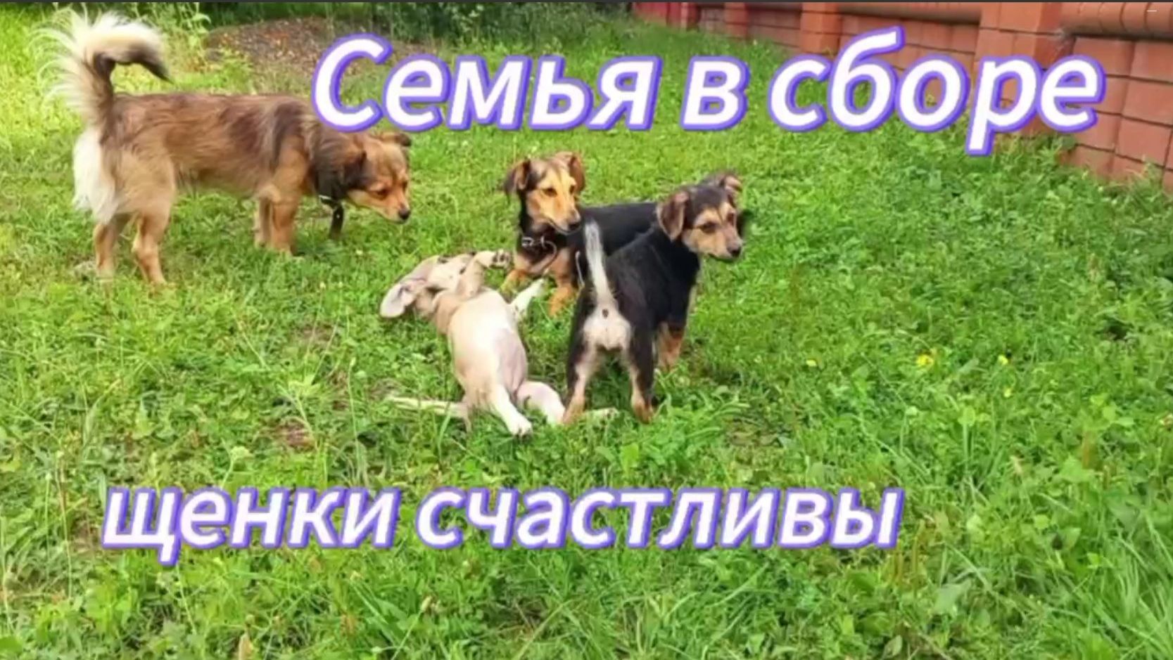 Папа-собака vs Мама-собака: кто рад щенкам? 😄