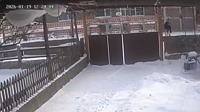 пёс разведчик