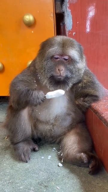 Обезьяна ест мороженое