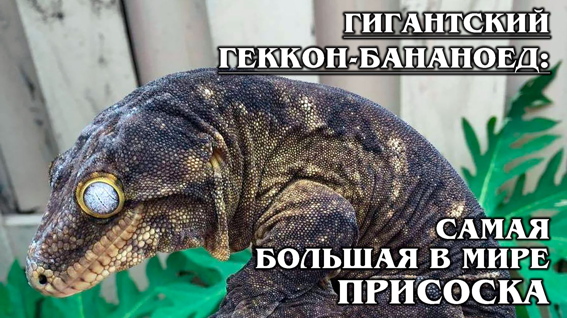 Гигантский Геккон-Бананоед: "Шарпей" в мире рептилий | Интересные факты про рептилий
