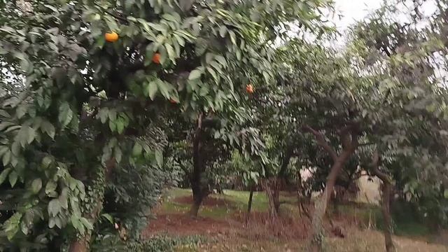 Как поживает цитрус Абхазии в январе