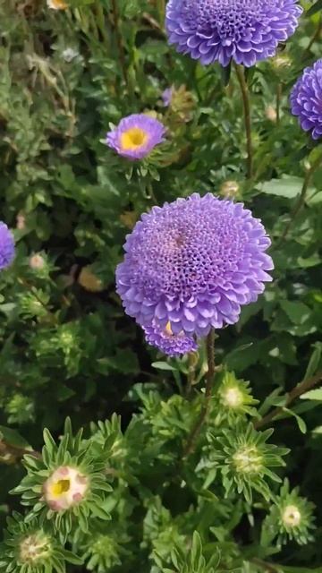 Мой выбор семян однолетников. Пампушка голубичная.