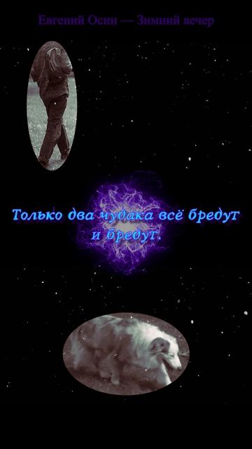 осин зимний вечер видео собаки