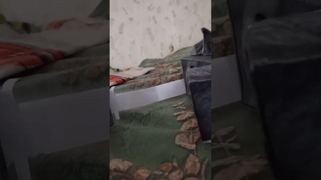 Альянс бумаги матирик животных 2 серия