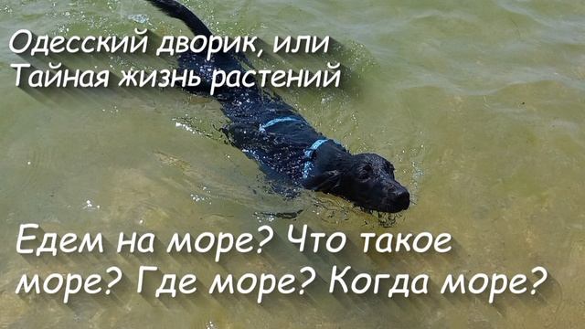 Едем на море? Что такое море? Где море? Когда море?