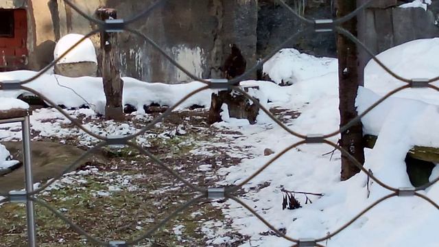 Московский зоопарк. Степной орёл.