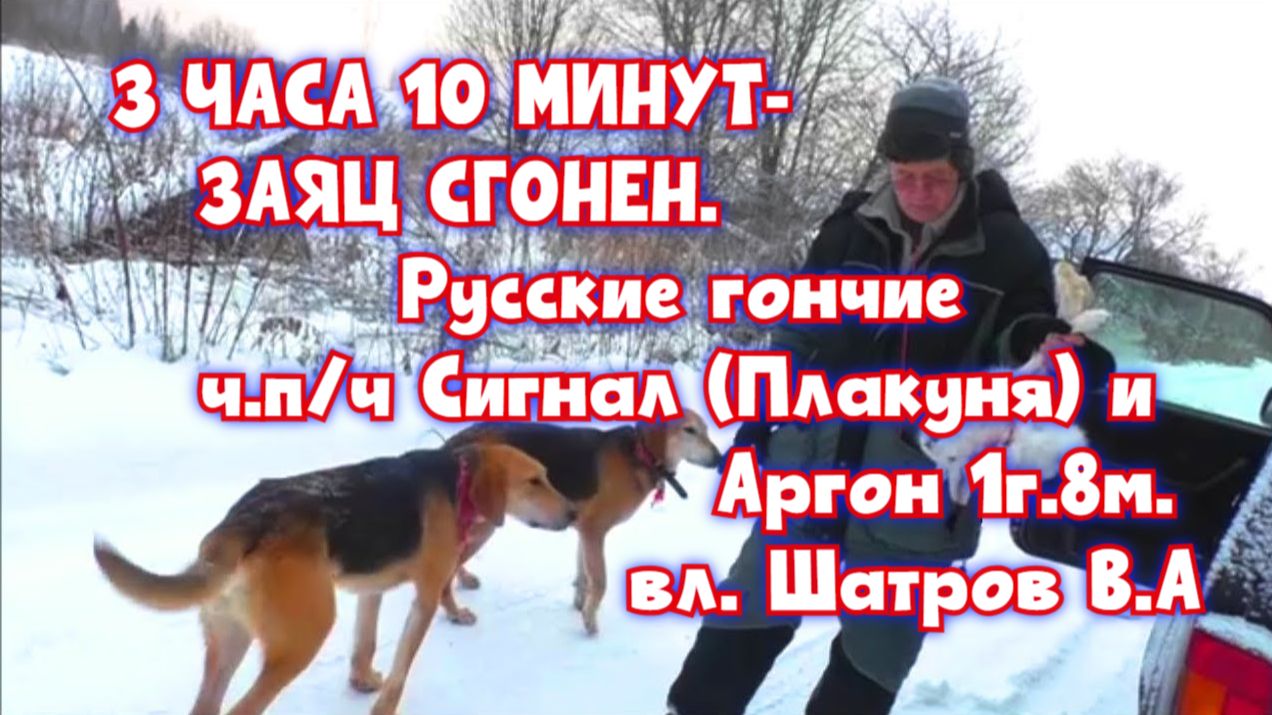 3 ЧАСА 10 МИНУТ-ЗАЯЦ СГОНЕН. Русские гончие ч.п/ч Сигнал(Плакуня) и Аргон 1г.8м. вл. Шатров В.А.#то