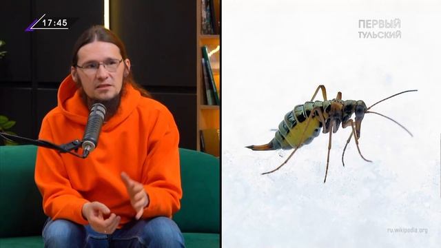 Насекомые зимой. Интервью с кандидатом биологических наук Сергеем Лысенковым