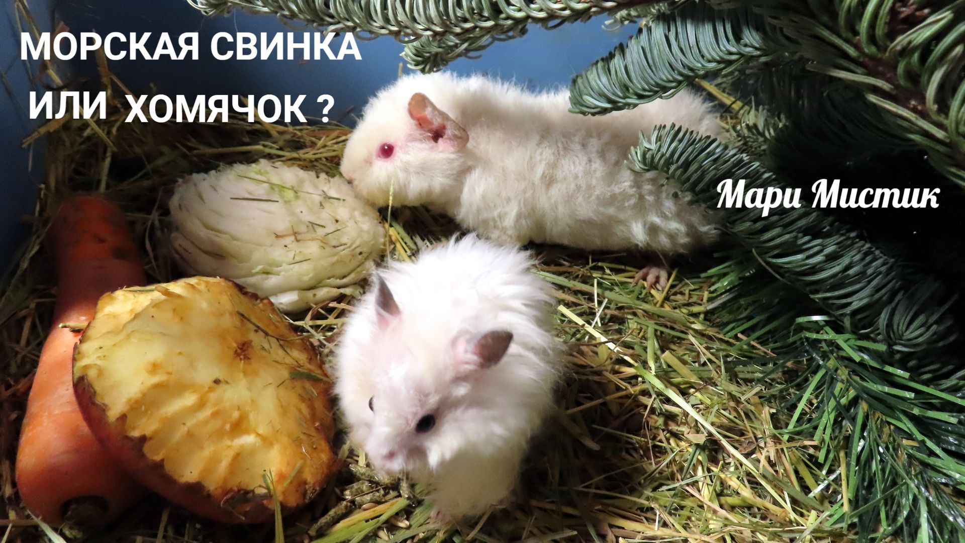 Кто ДЕШЕВЛЕ и ПРОЩЕ в содержании #морская_свинка ИЛИ #хомячок ?