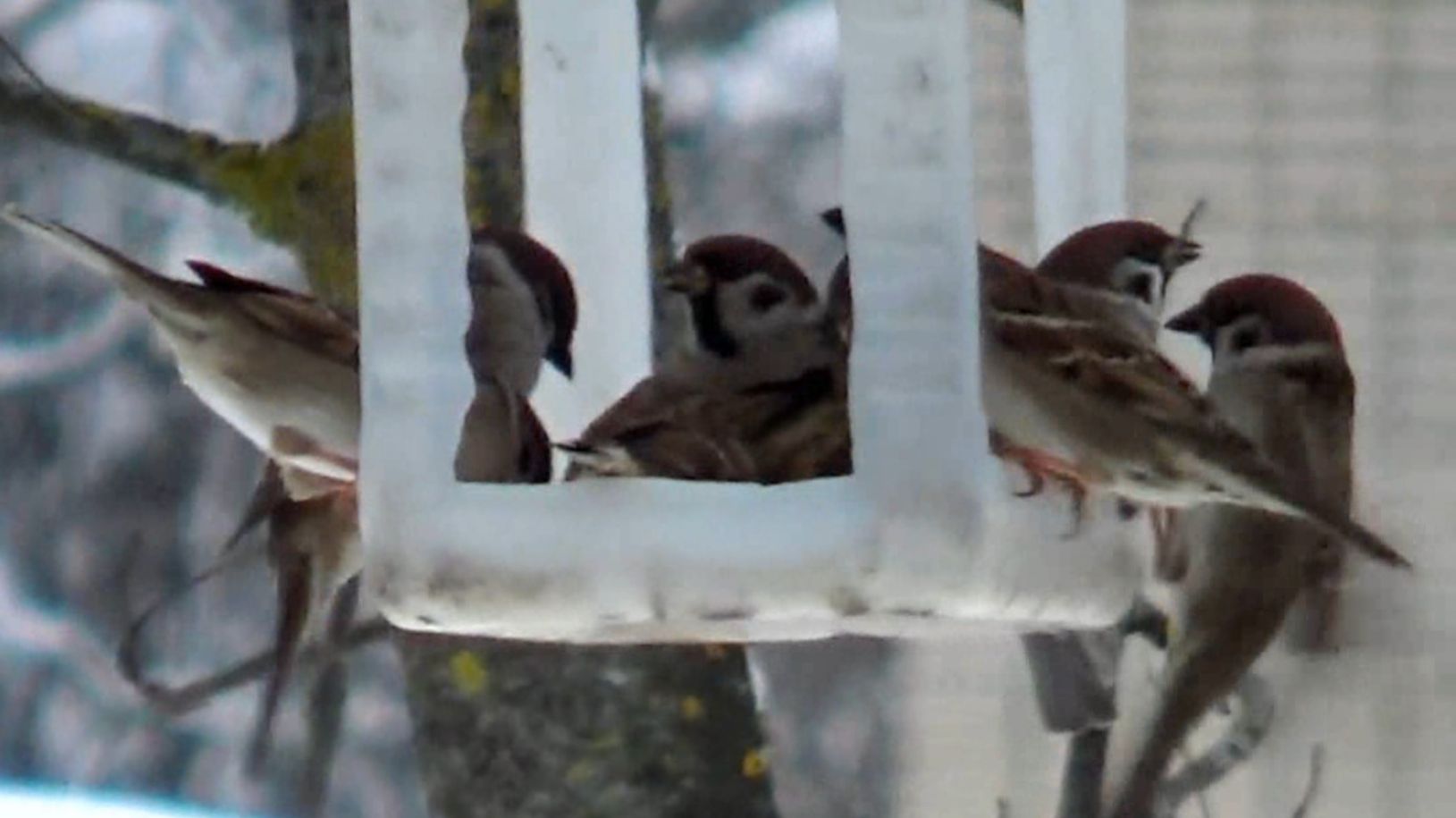 Воробьи у кормушки в зимний день