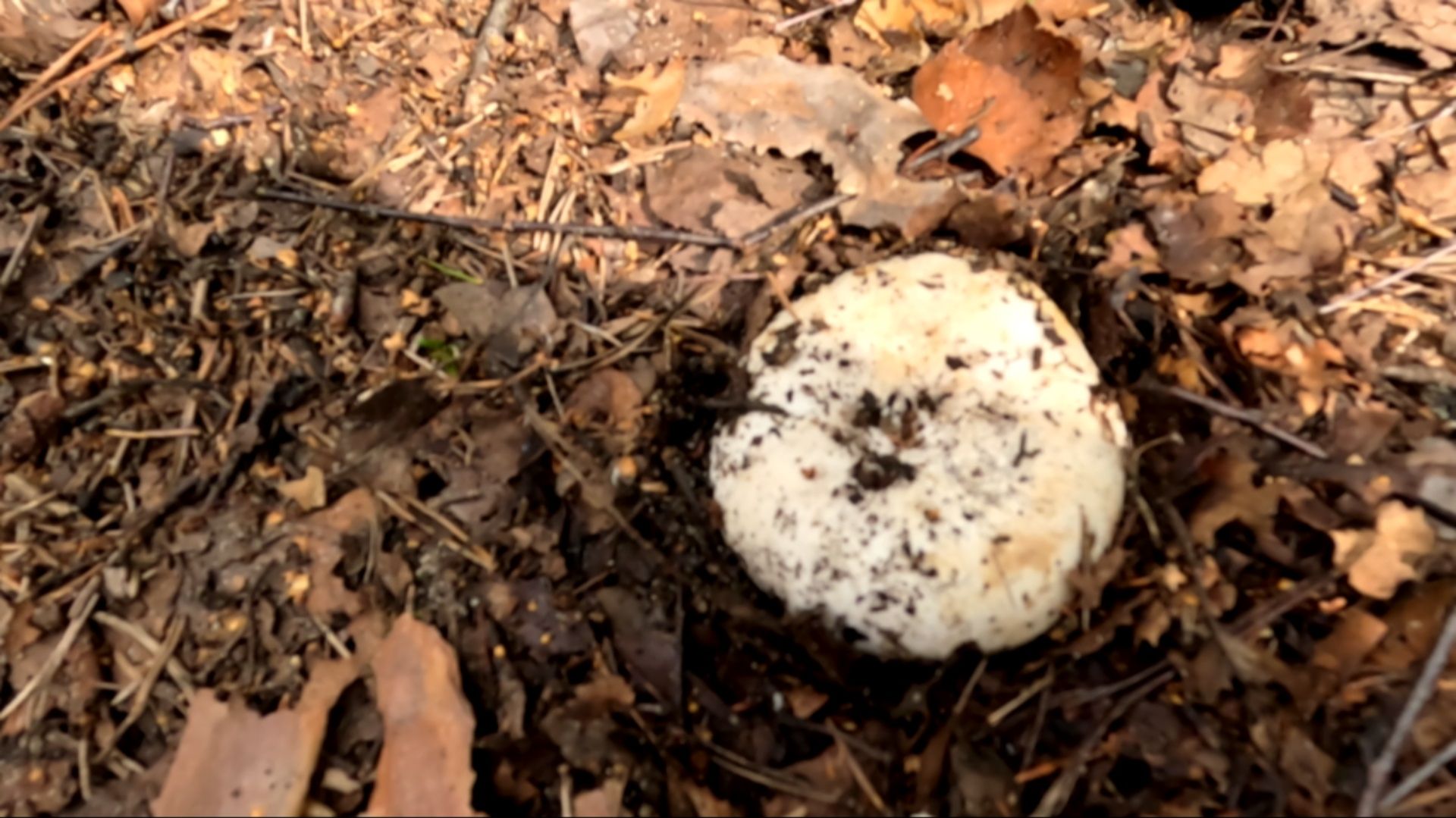 Белые подгруздки.  Июльские трофеи грибника. Собираем грибы для засолки