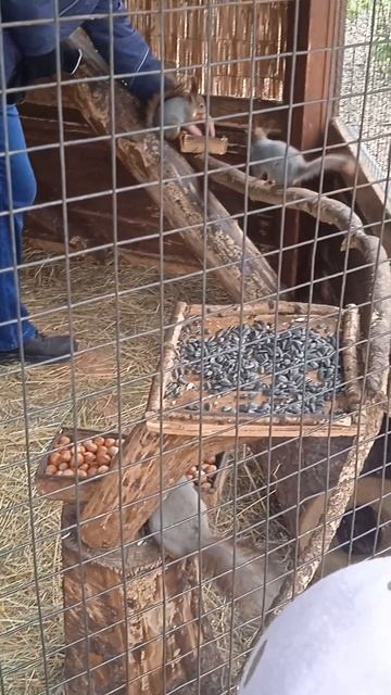 Белка-попрошайка