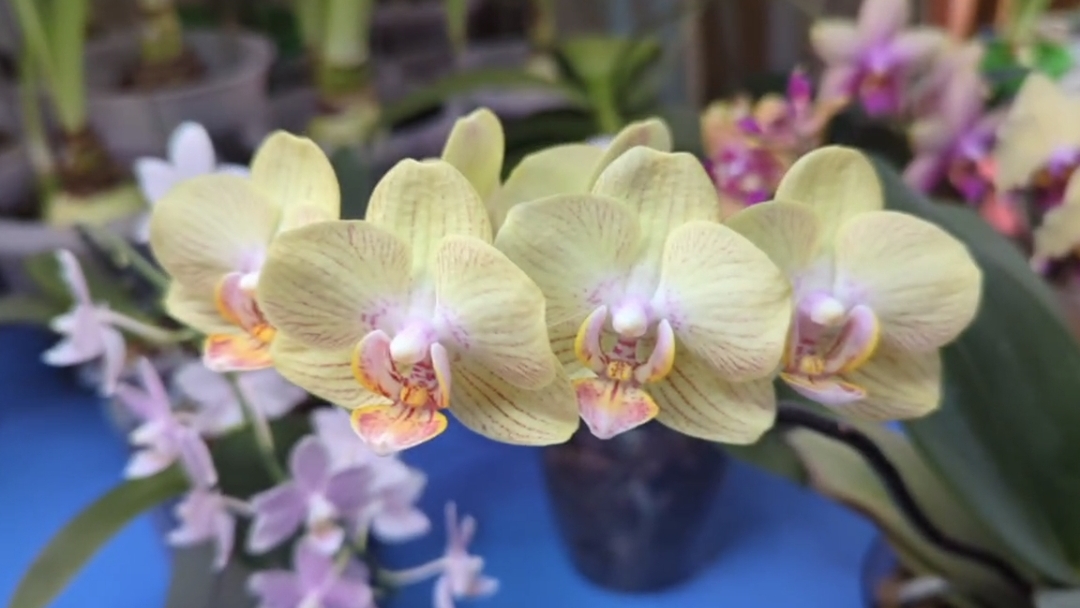 23-01-2026.Орхидеи ..