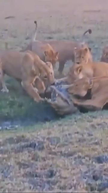 Зря крокодил напал на львов