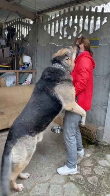 Овчарка Шерхан чемпион России