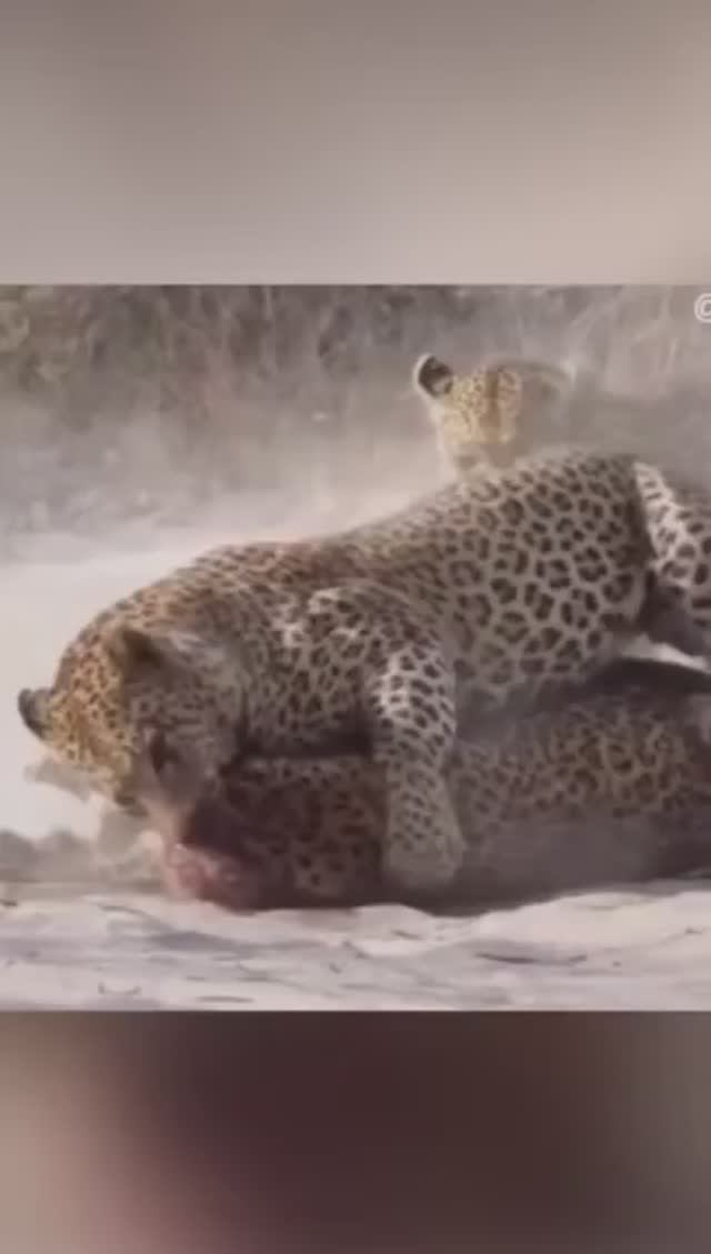 Леопард уничтожает конкурента | Редкие кадры