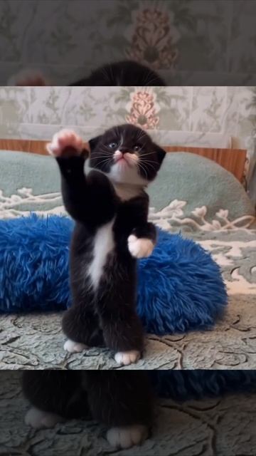 танцующий котик