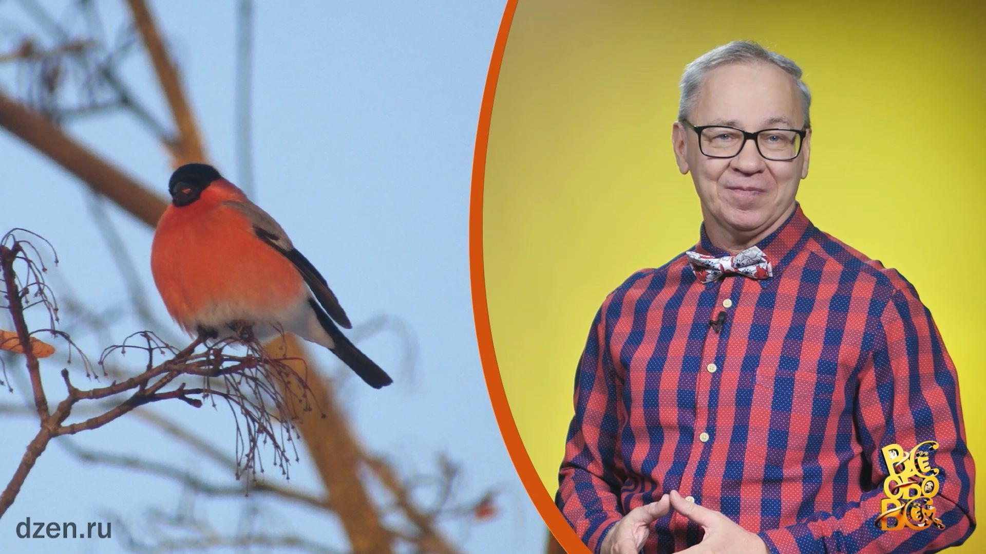 Всё обо всём. Снегири. Выпуск от 23.01.26