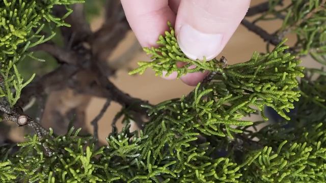 Можжевельник китайский [бонсаи]