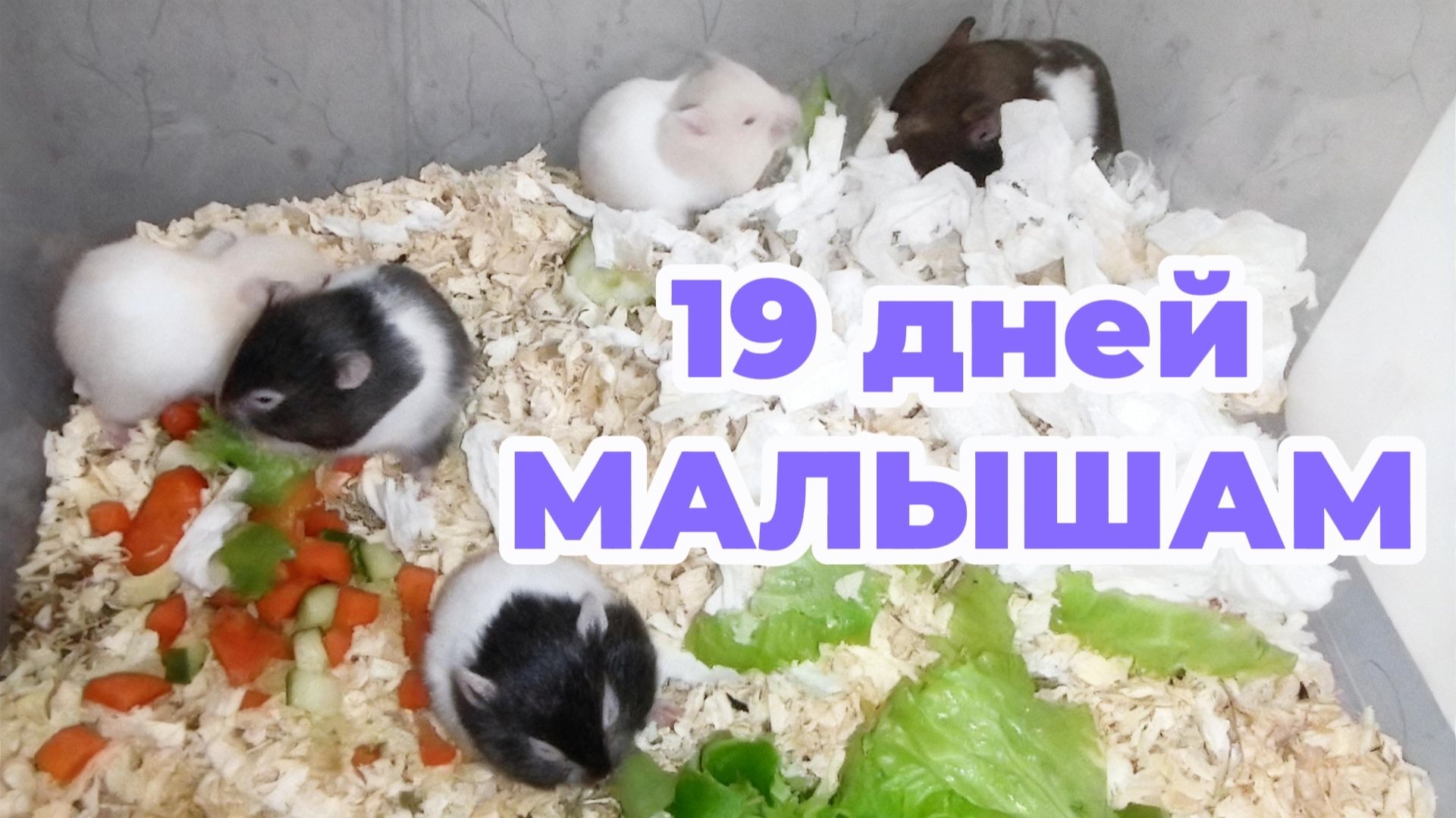 Малыши почти взрослые. Им 19 дней. #хомяки #сирийскиехомяки