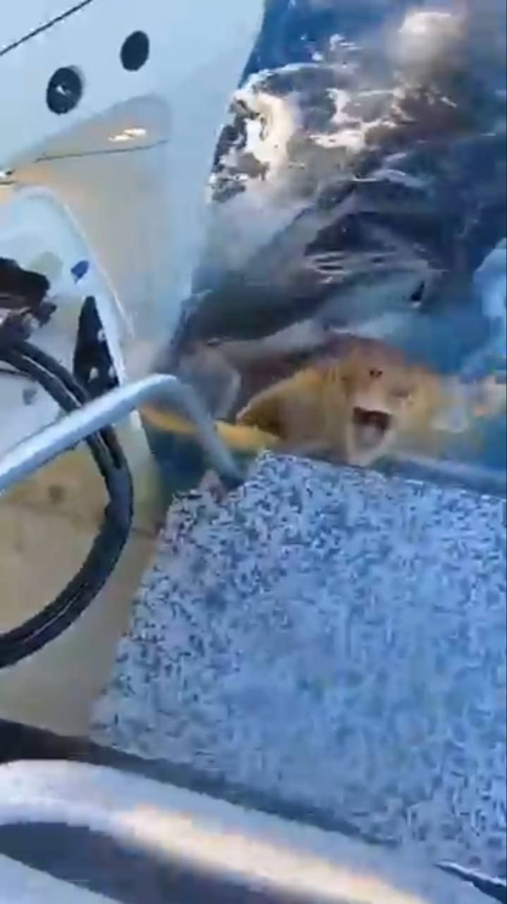 Трудно поверить, но акула спасла черепаху