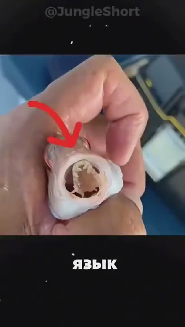 Паразит залез в рот и вот что произошло