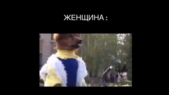 Мем с собакой)