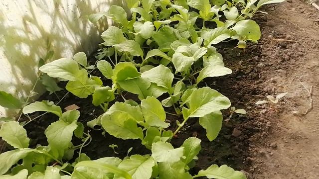 В  начале августа в старой теплице после картошки выросли другие овощи