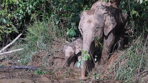 Столько материала я еще не привозил! Новогодний стрим (фрагменты)