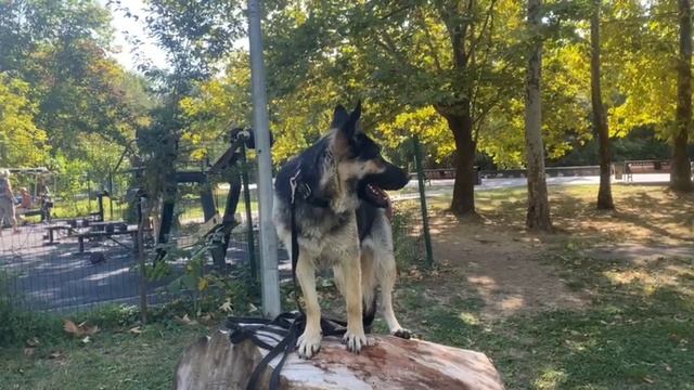 Овчарка восточно-европейская Примадонна